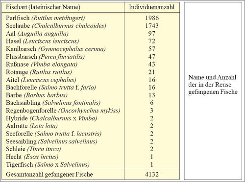 Perlfisch – Atterwiki