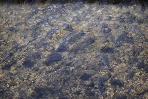 Perlfisch – Atterwiki